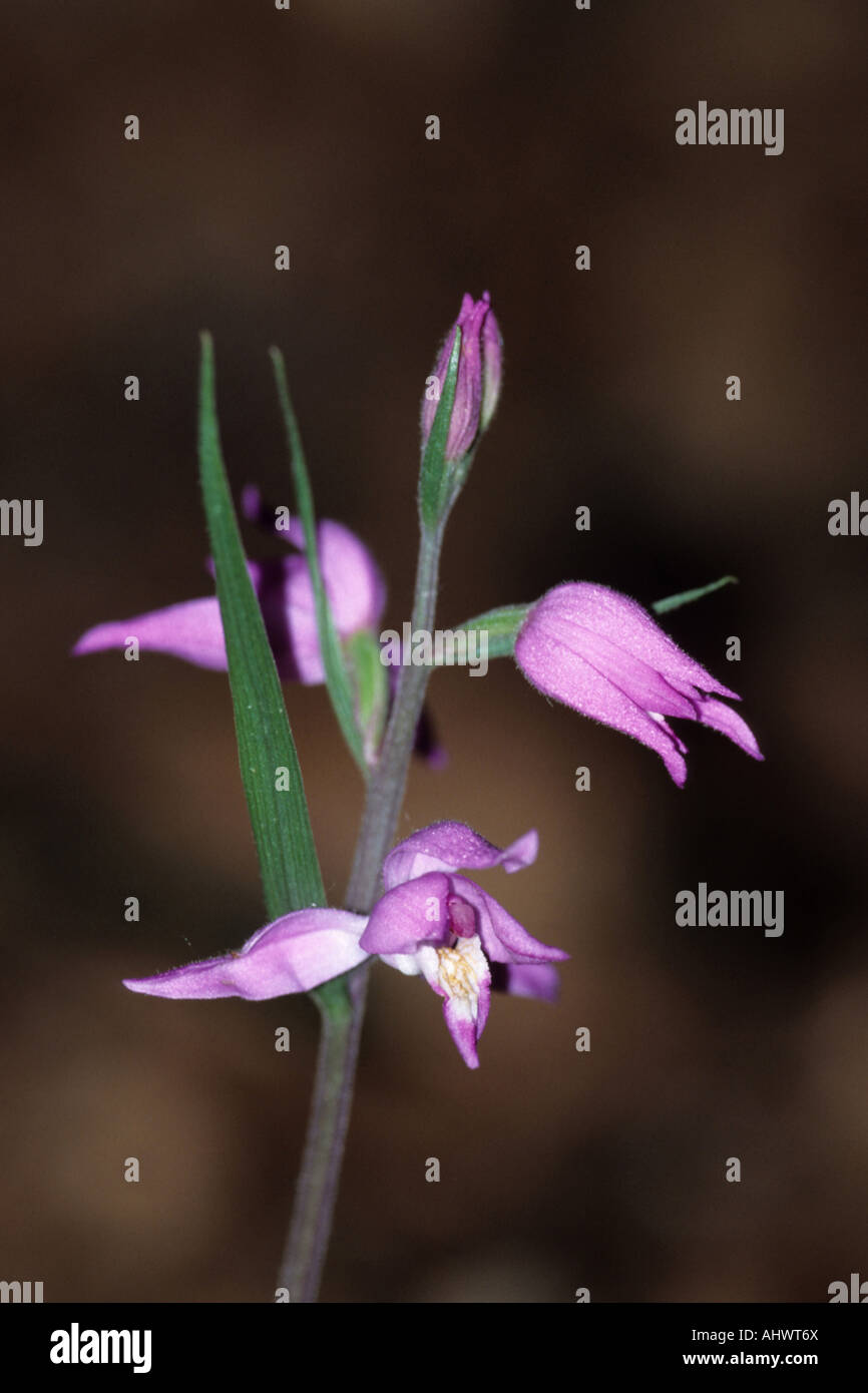 Red Helleborine (Cephalanthera rubra), Abruzzo National Park, Italy ...