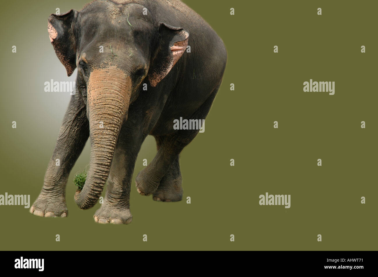 Elephas maxim hi-res stock photography and images - Alamy
