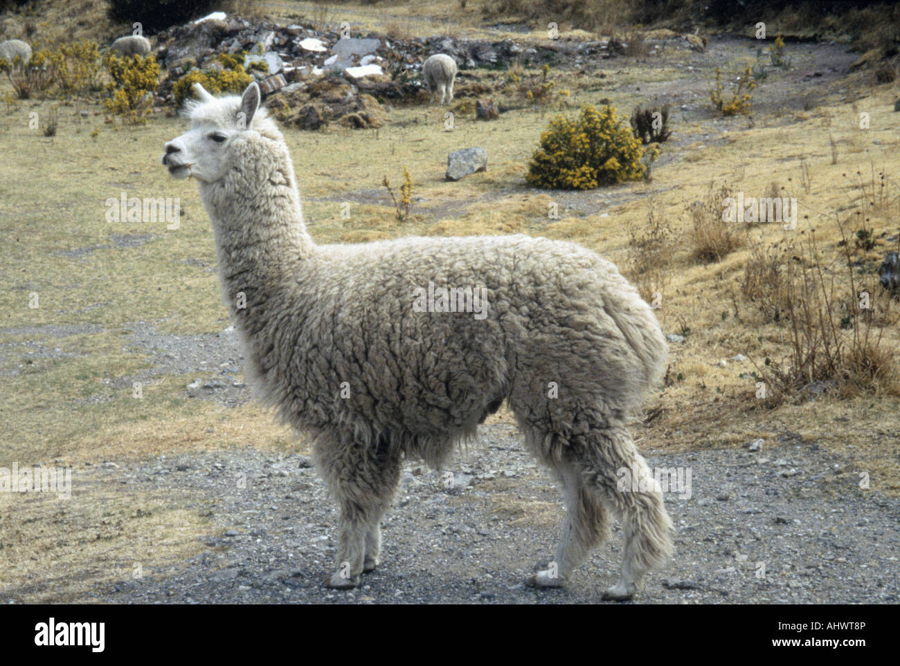 Animal peru peru animal hi-res stock photography and images - Alamy