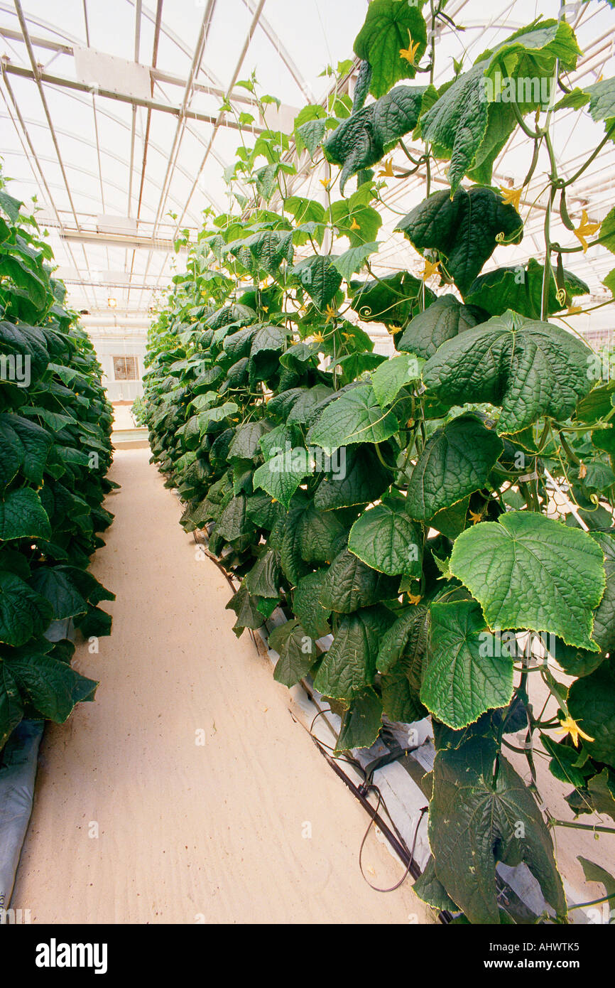 Large plants in hydroponic farm Stock Photo - Alamy