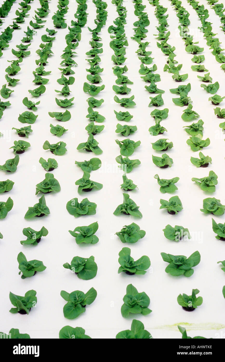 Small lettuce plants growing in hydroponic farm Stock Photo - Alamy