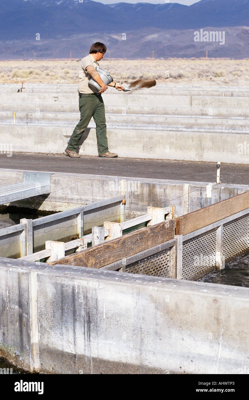 Worker feeding fish at hatchery Stock Photo - Alamy