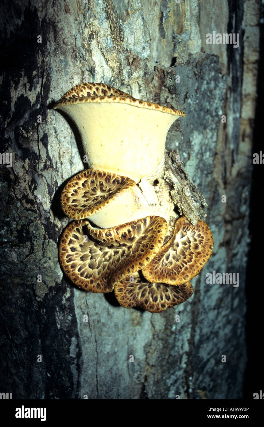 Dryad's Saddle Mushroom (Polyporus squamosus) growing on dead beech ...