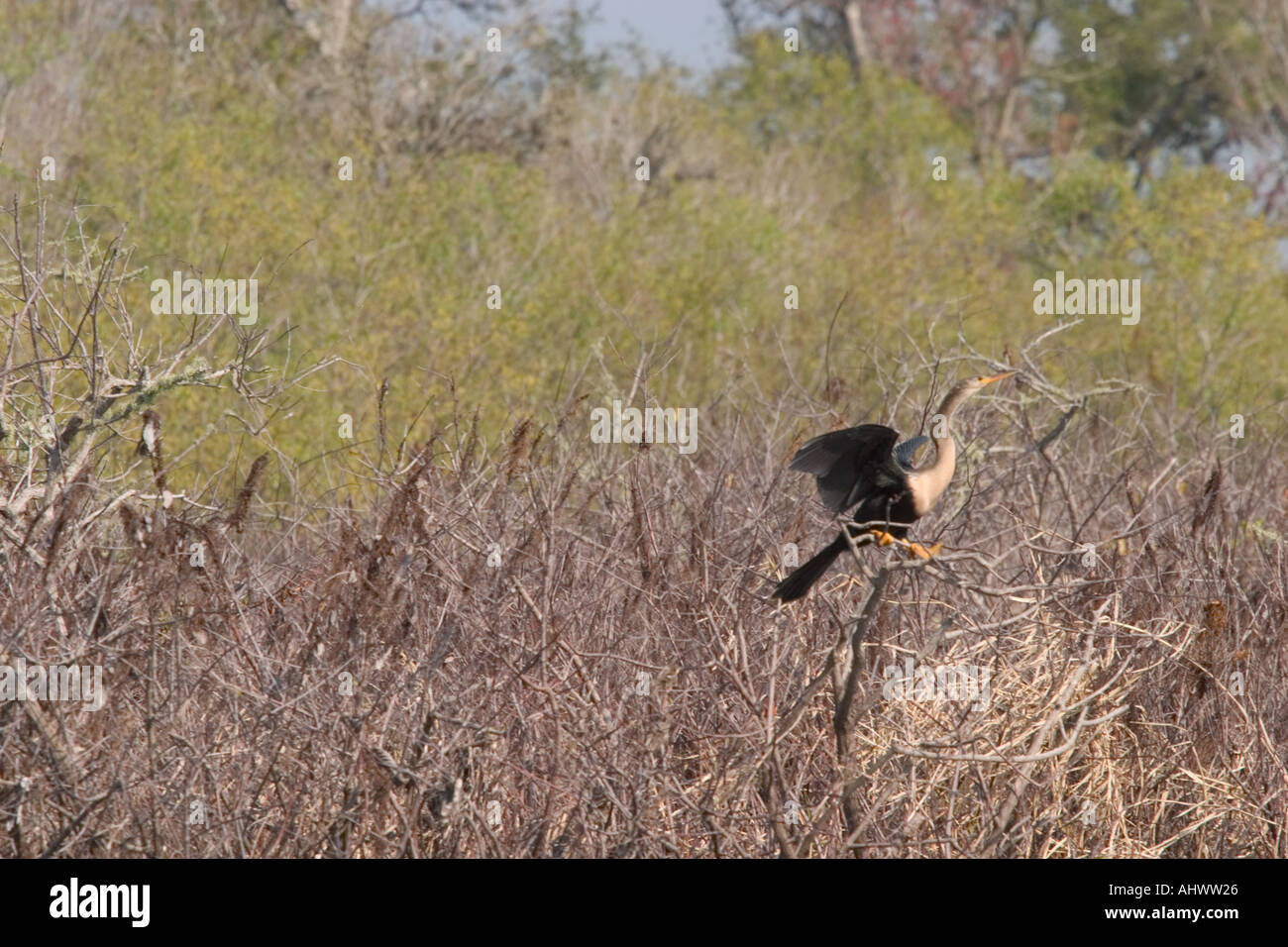 Female Anhinga Anhinga Anhinga also called Water Turkey Snake Bird and ...