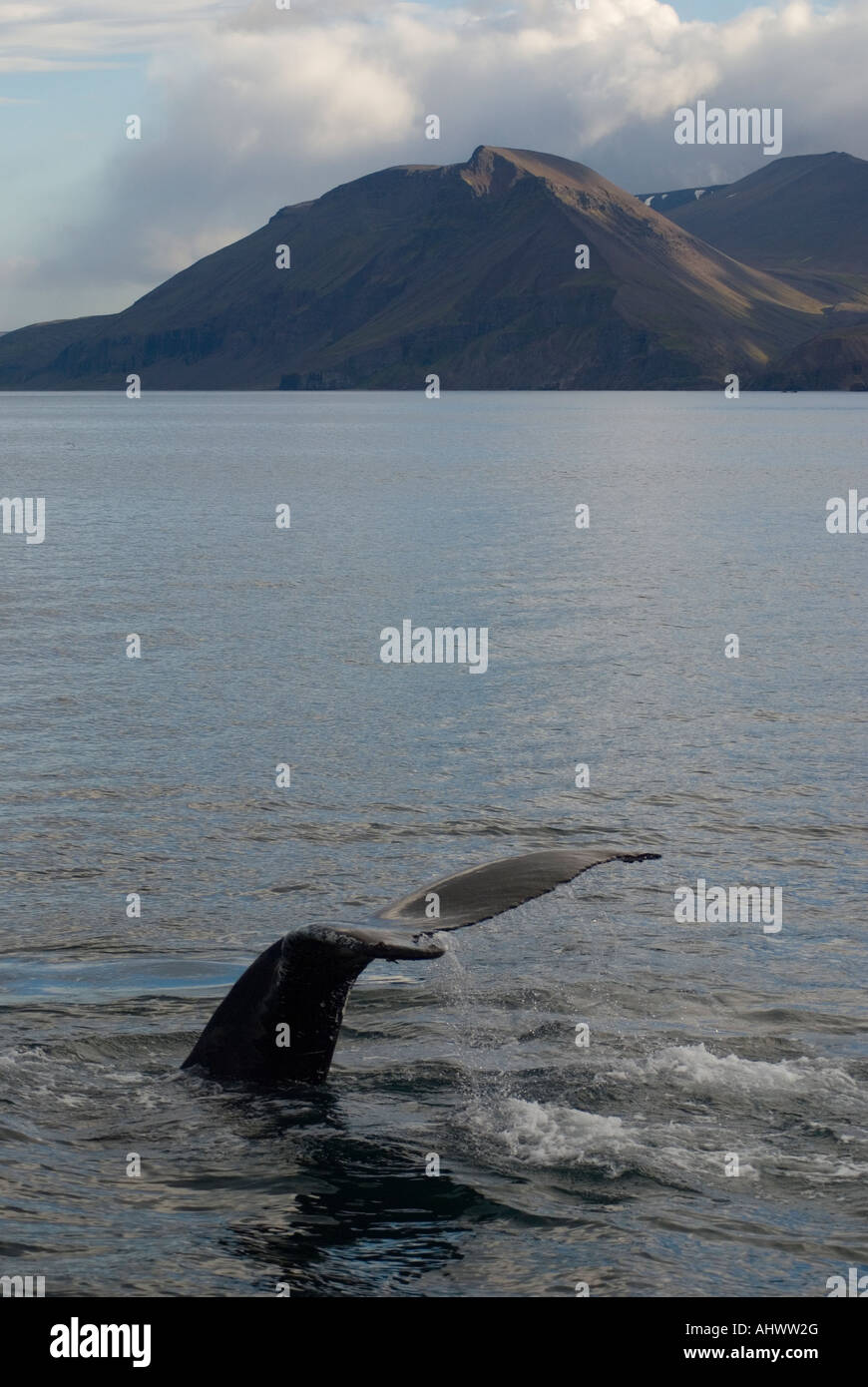 Northern fin whale hi-res stock photography and images - Alamy