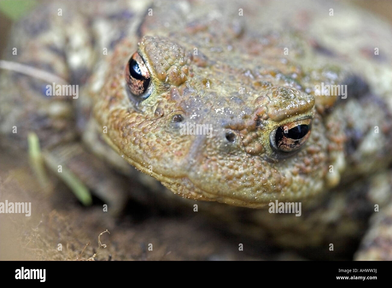 Close up of a common toad Stock Photo - Alamy