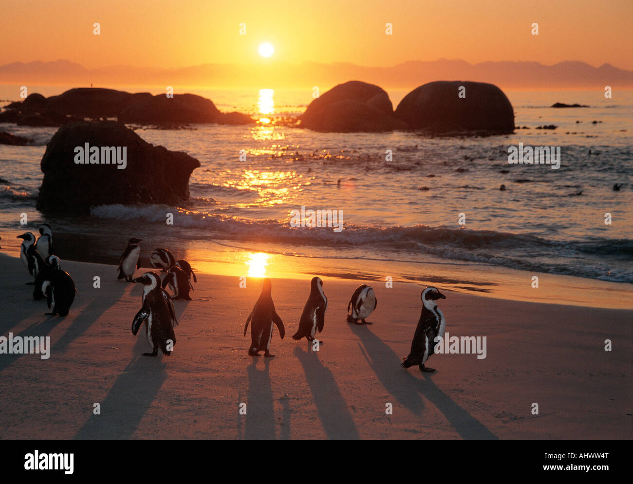Spectacular seabird sanctuary hi-res stock photography and images - Alamy