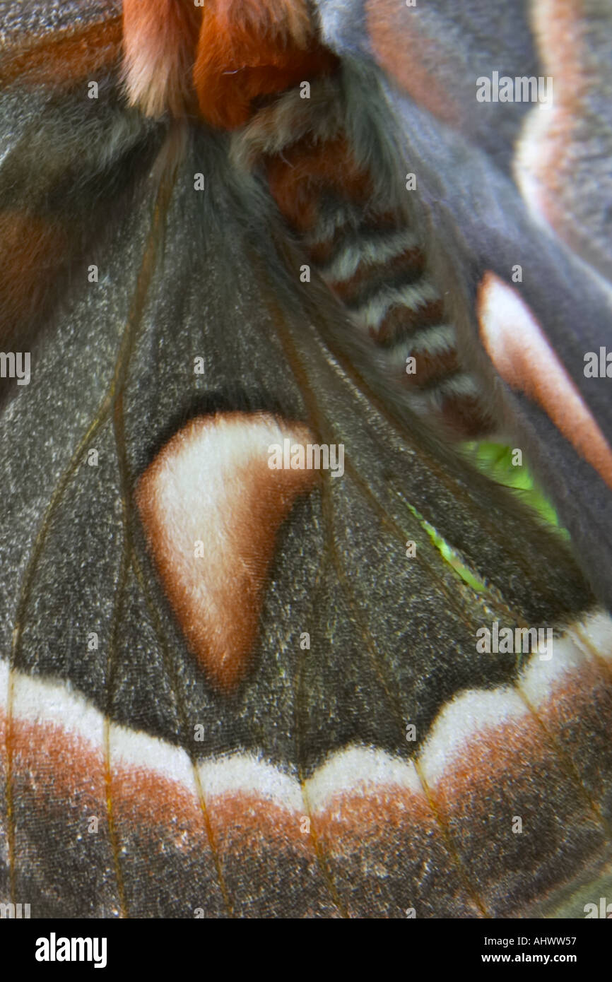 Cecropia moth hyalophora cecropia wing hi-res stock photography and ...