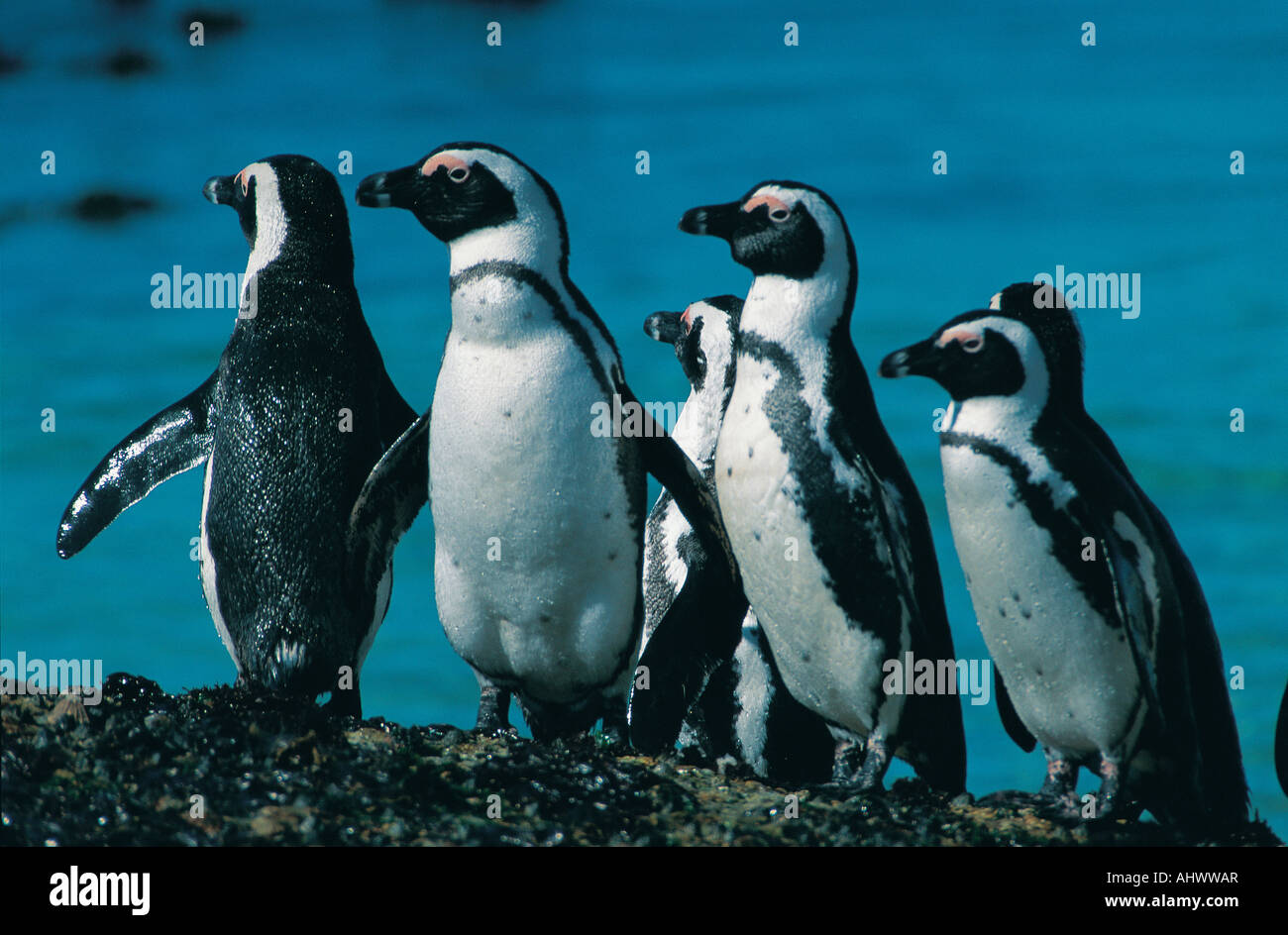 Black water bird of south africa hi-res stock photography and images ...