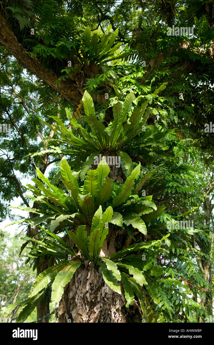 Nidis hi-res stock photography and images - Alamy