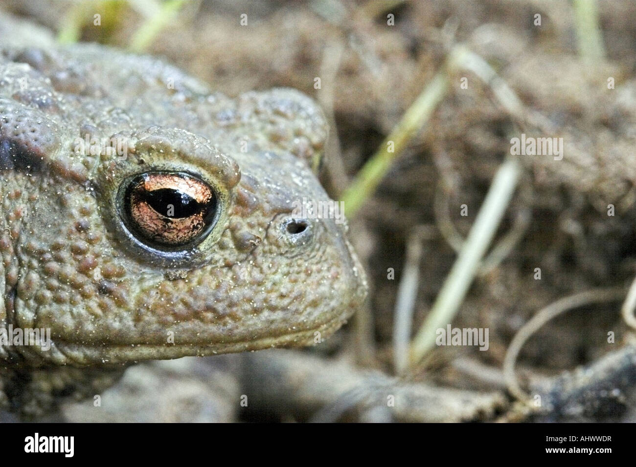 Side profile of a common toad head Stock Photo - Alamy