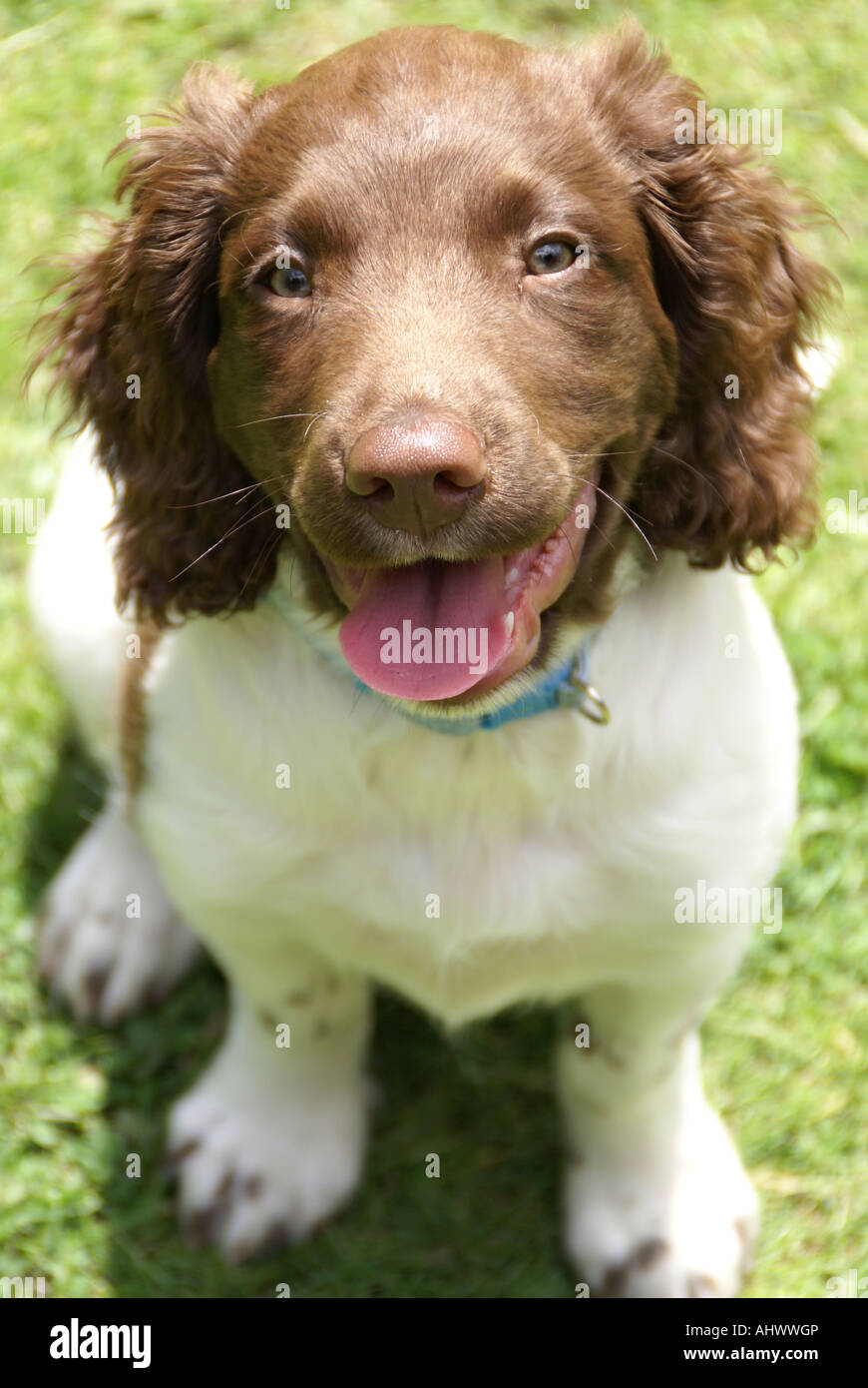 liver and white springer puppy Stock Photo - Alamy