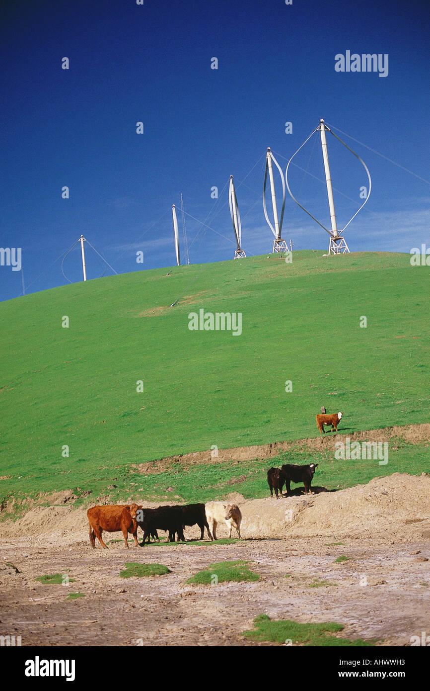Wind farm with cattle in foreground Stock Photo - Alamy