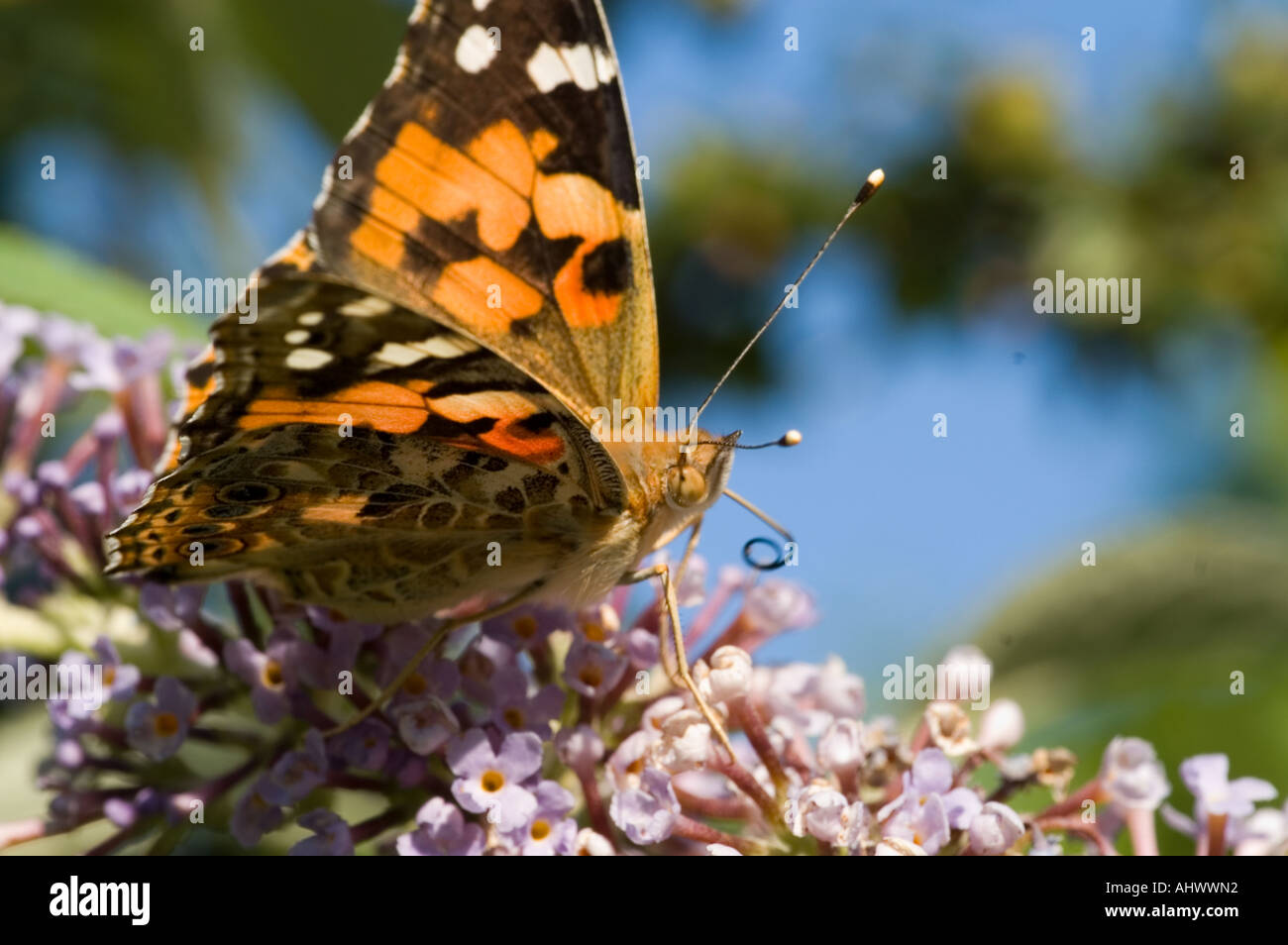 Painted Lady butterfly Stock Photo - Alamy