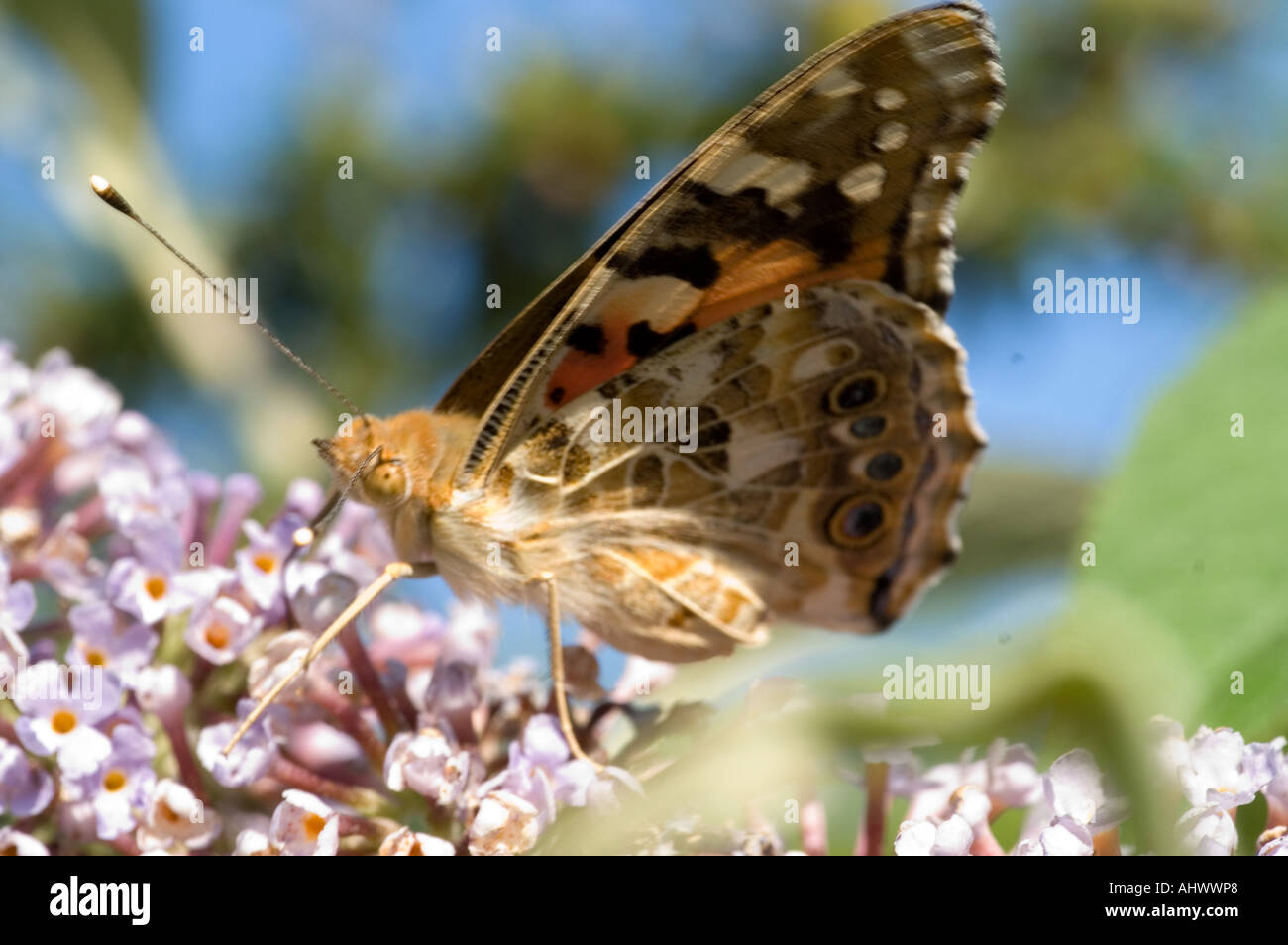 Painted Lady butterfly Stock Photo - Alamy