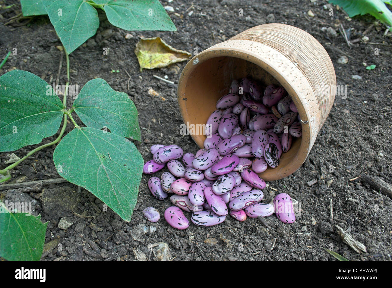 Runner beans seeds spilling out of a pot in the garden Stock Photo - Alamy