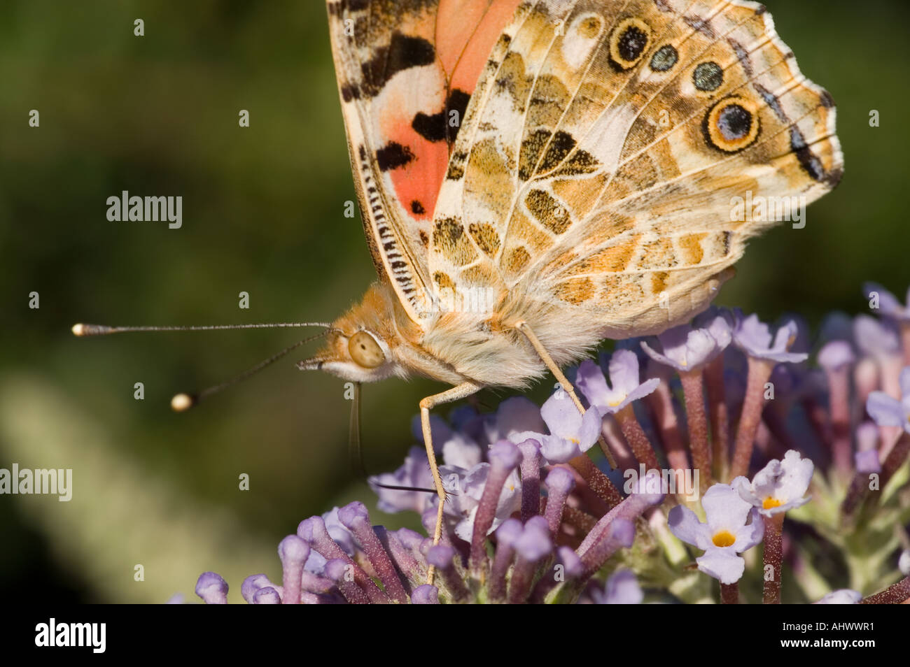 Painted Lady butterfly Stock Photo - Alamy