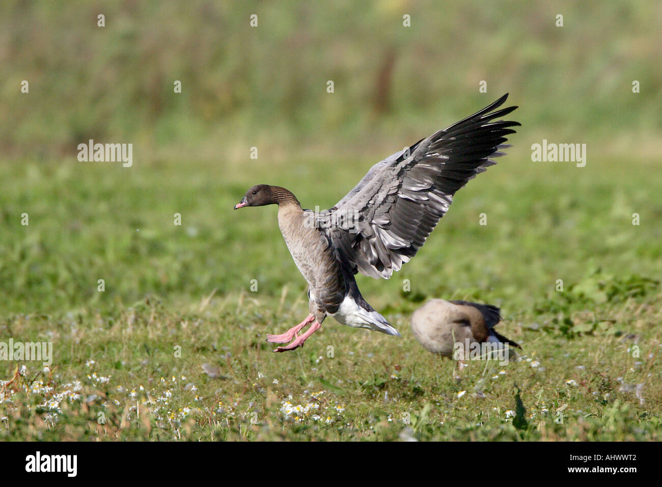 Pink Footed Goose landing at Martin Mere WWT Reserve Stock Photo - Alamy