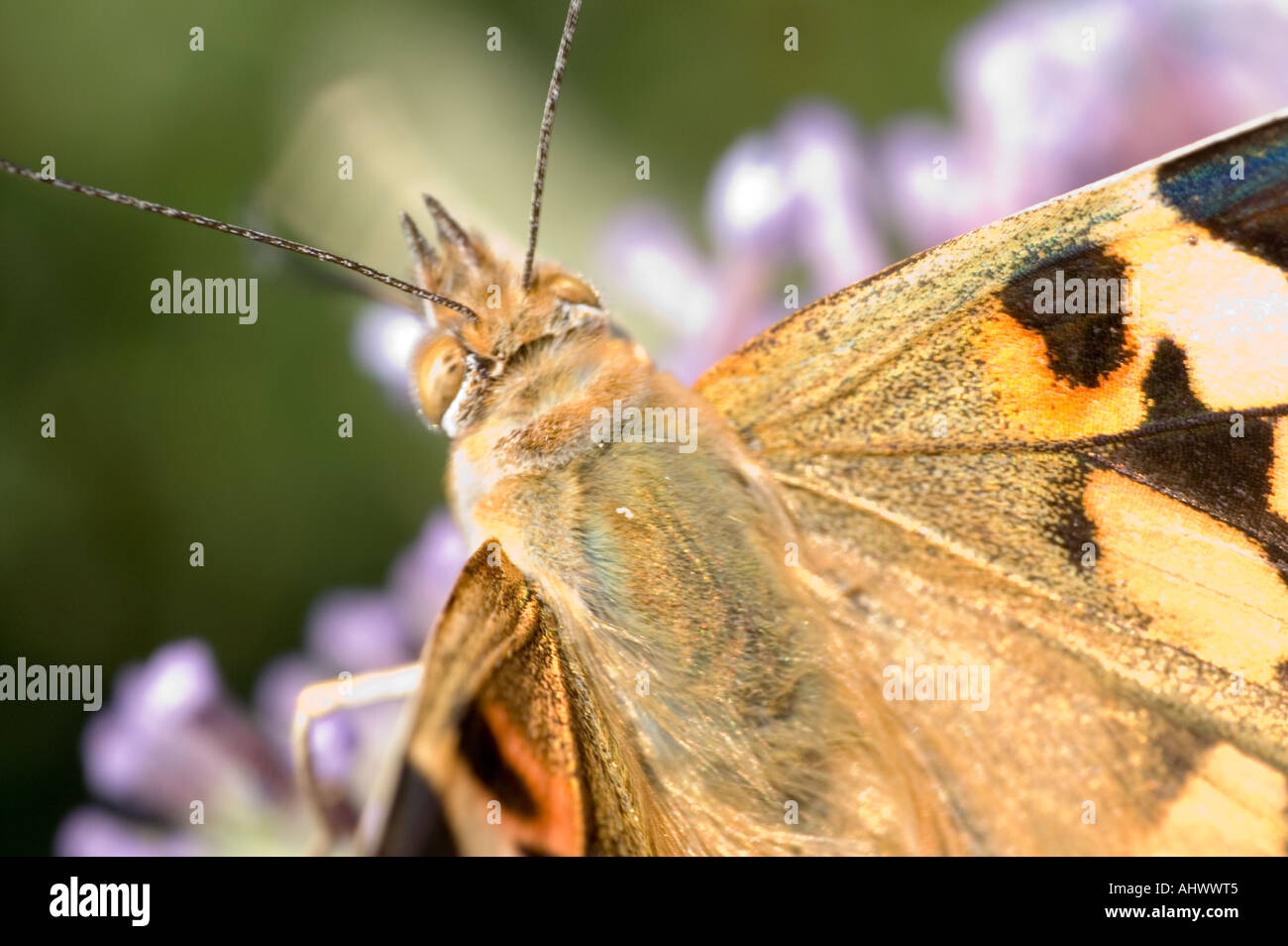 Painted Lady butterfly Stock Photo - Alamy