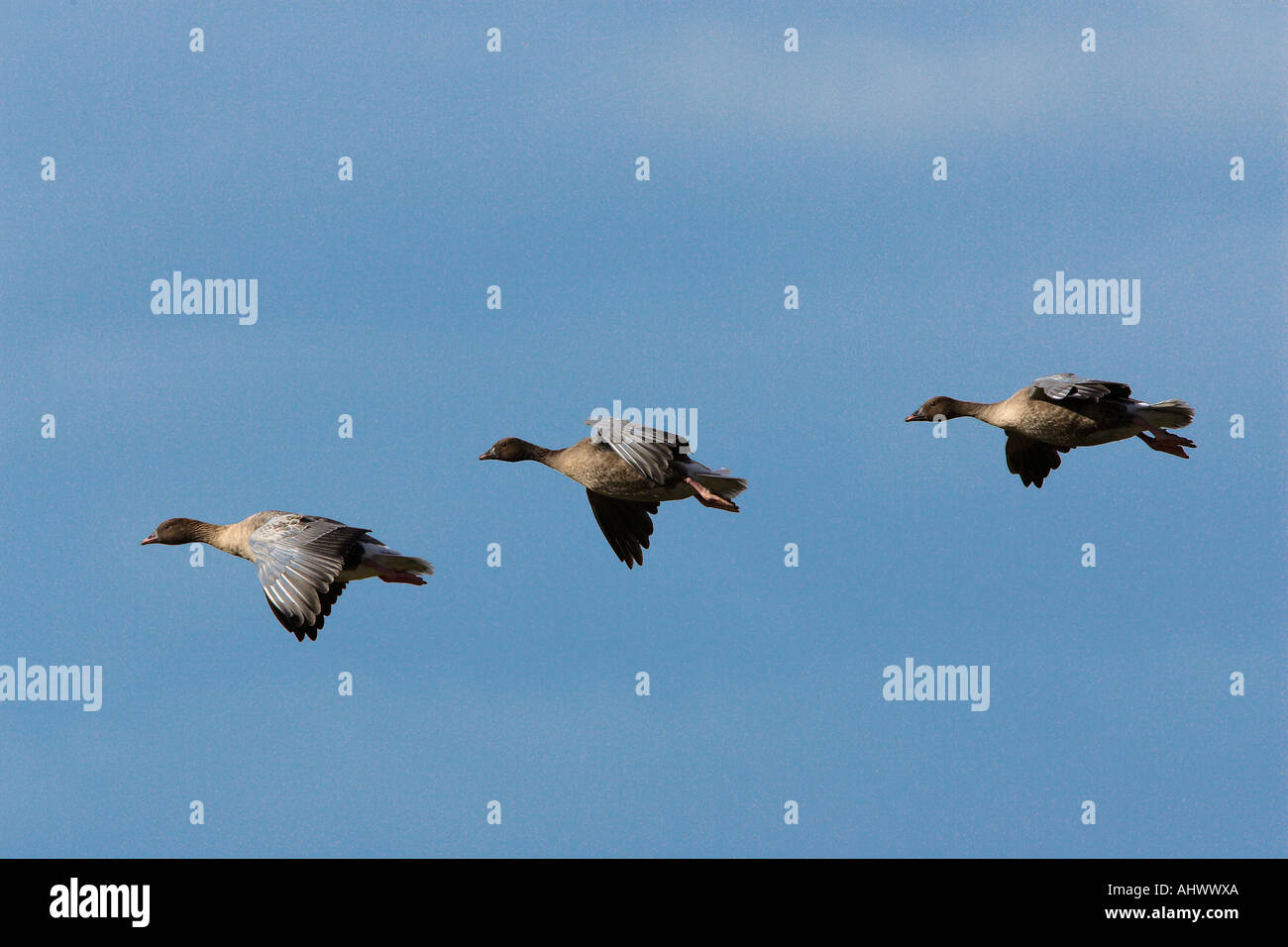 Three Pink Footed Geese flying at Martin Mere WWT Reserve Stock Photo ...