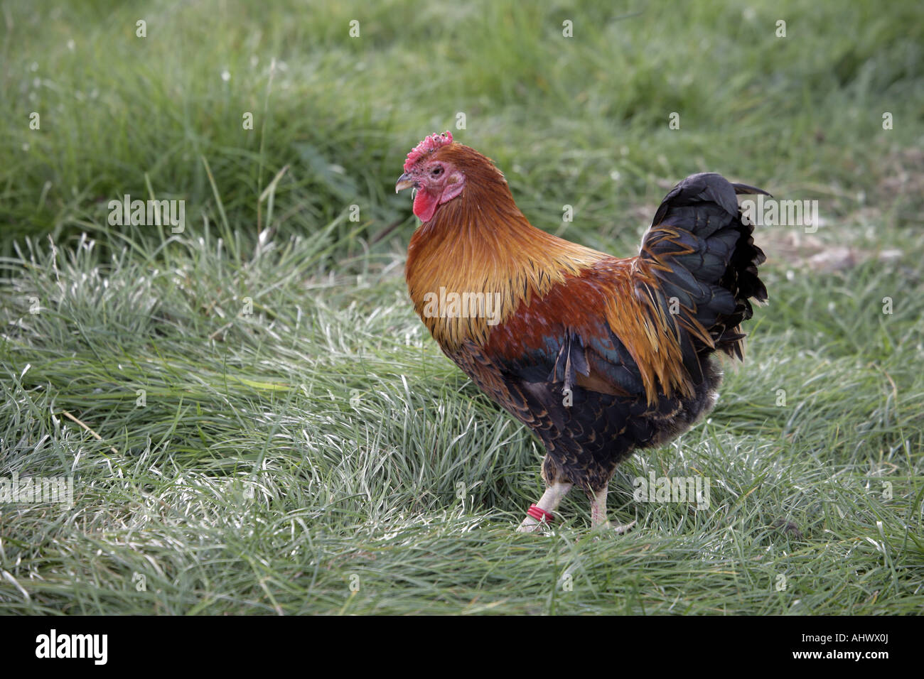 Partridge wyandotte minature Domestic breed of fowl Warwickshire Stock ...