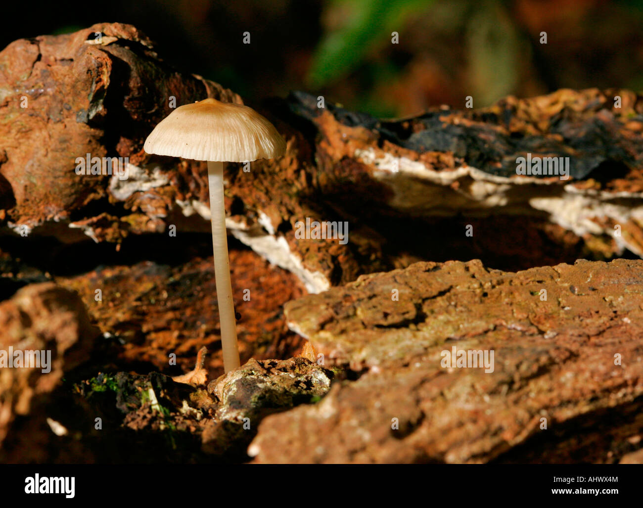 A Toadstool growing on a log of a fallen tree Stock Photo - Alamy