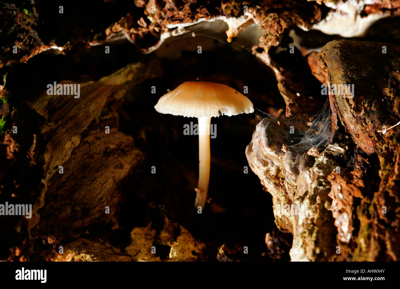 A Toadstool growing in a log of a fallen tree Stock Photo - Alamy