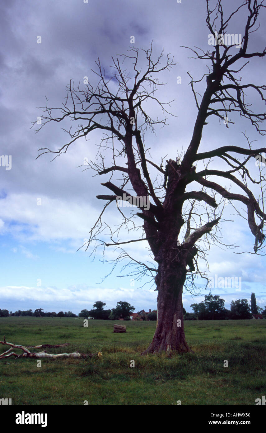 Dead_tree hi-res stock photography and images - Alamy