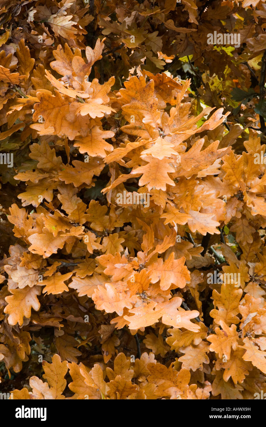 Oak [Quercus] Leaves Autumn Stock Photo - Alamy