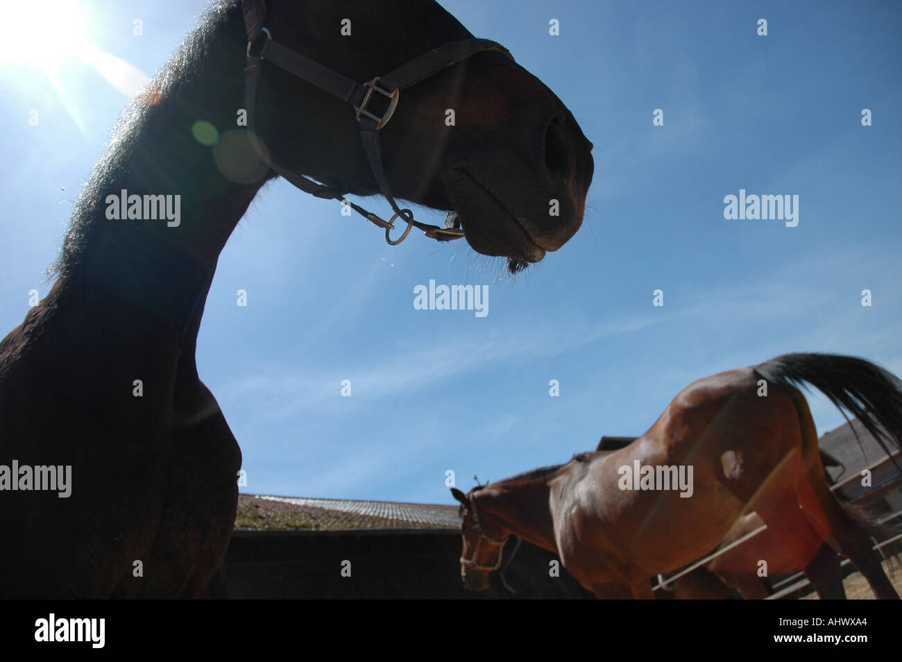 Reitstall High Resolution Stock Photography and Images - Alamy