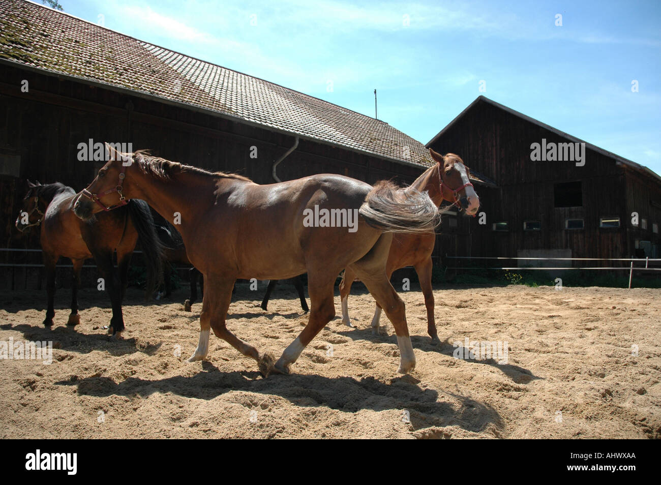 Reitstall hi-res stock photography and images - Alamy