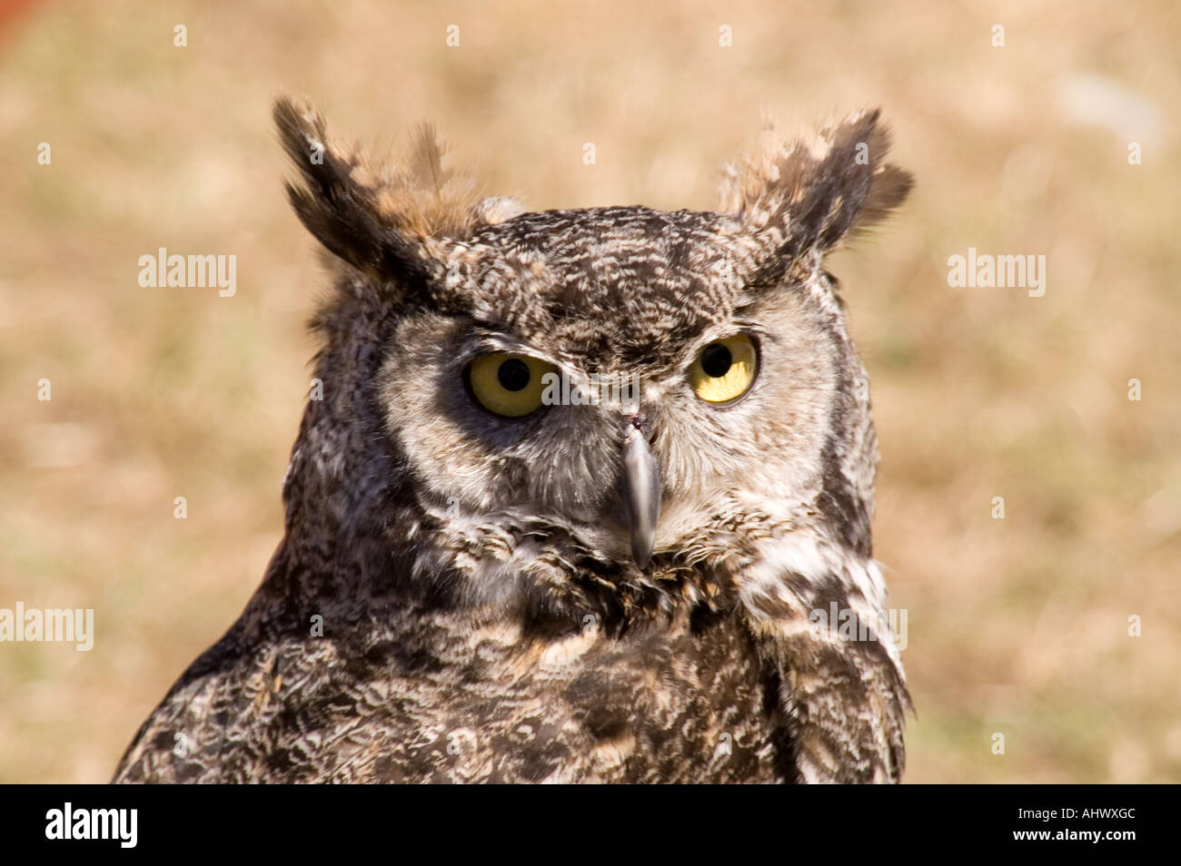 Captive Owl head shot Stock Photo - Alamy