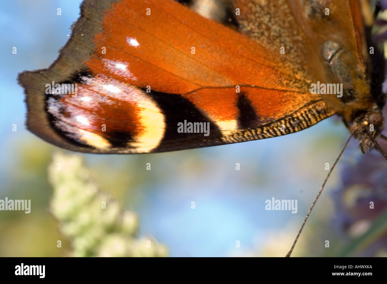 Peacock butterfly wing and body Stock Photo - Alamy