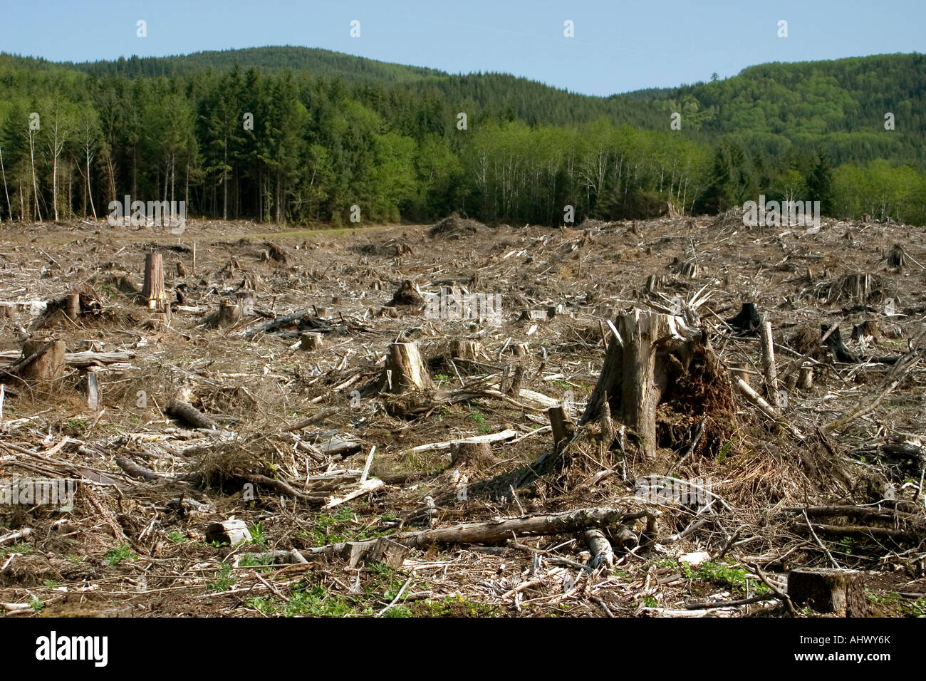 Clear Cut Forest