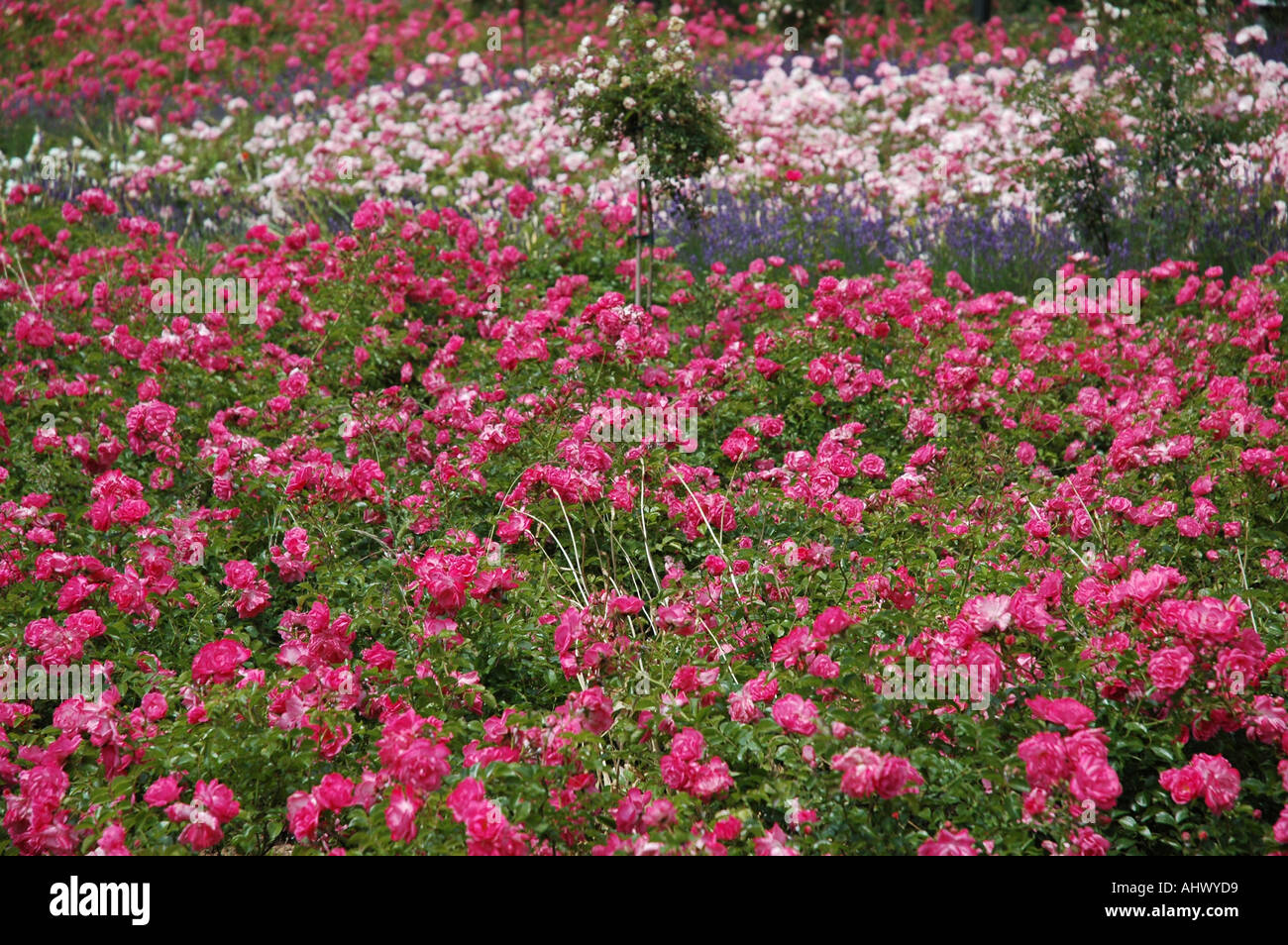 Viele rosa rosen hi-res stock photography and images - Alamy