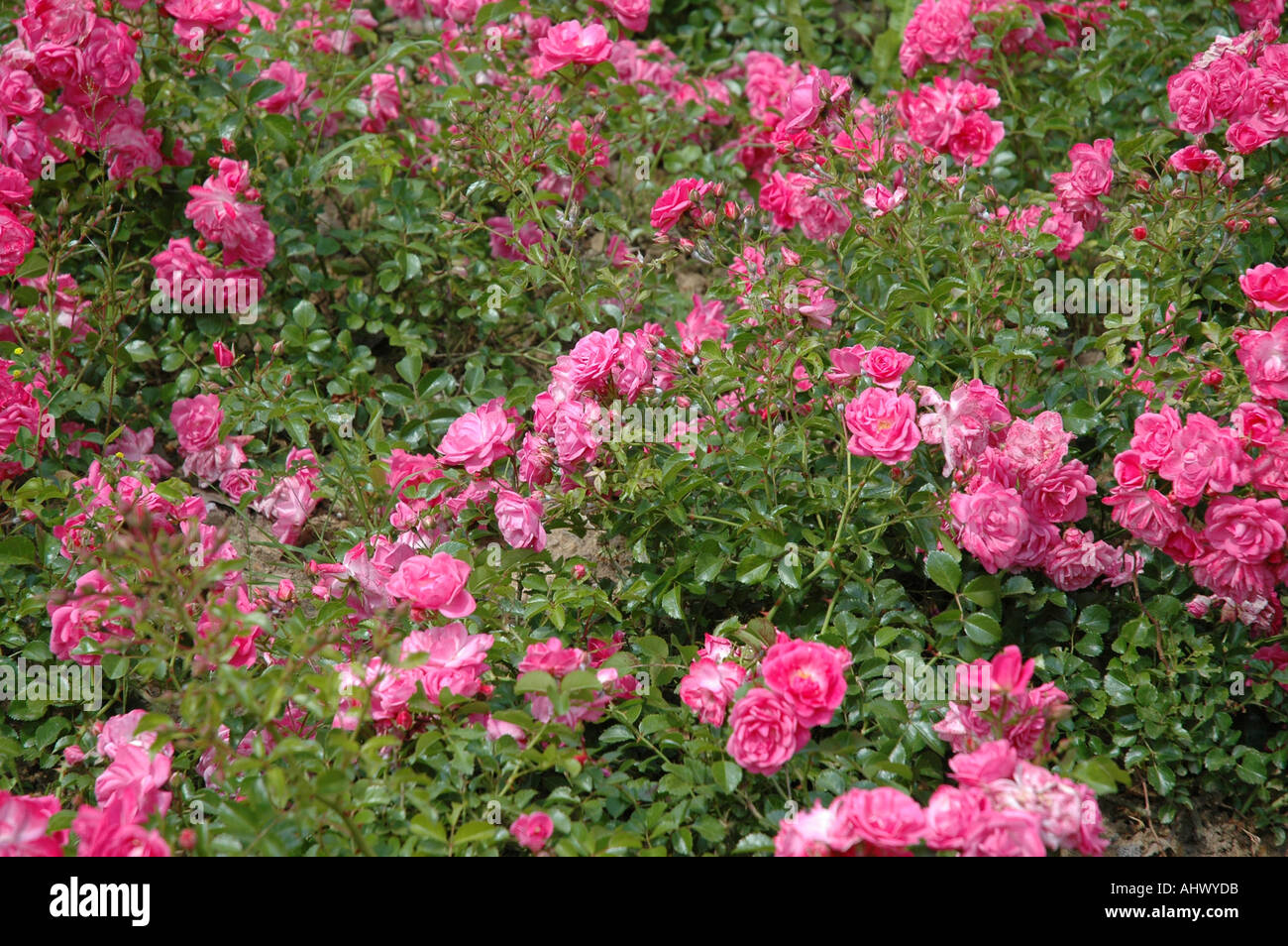 Viele rosa rosen hi-res stock photography and images - Alamy