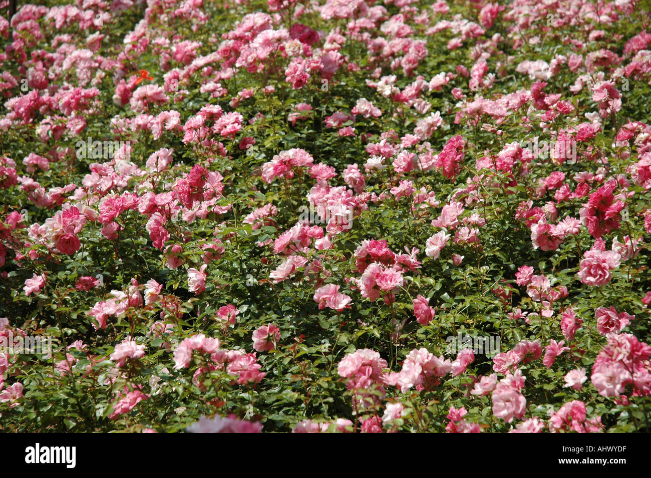 Viele rosa rosen hi-res stock photography and images - Alamy