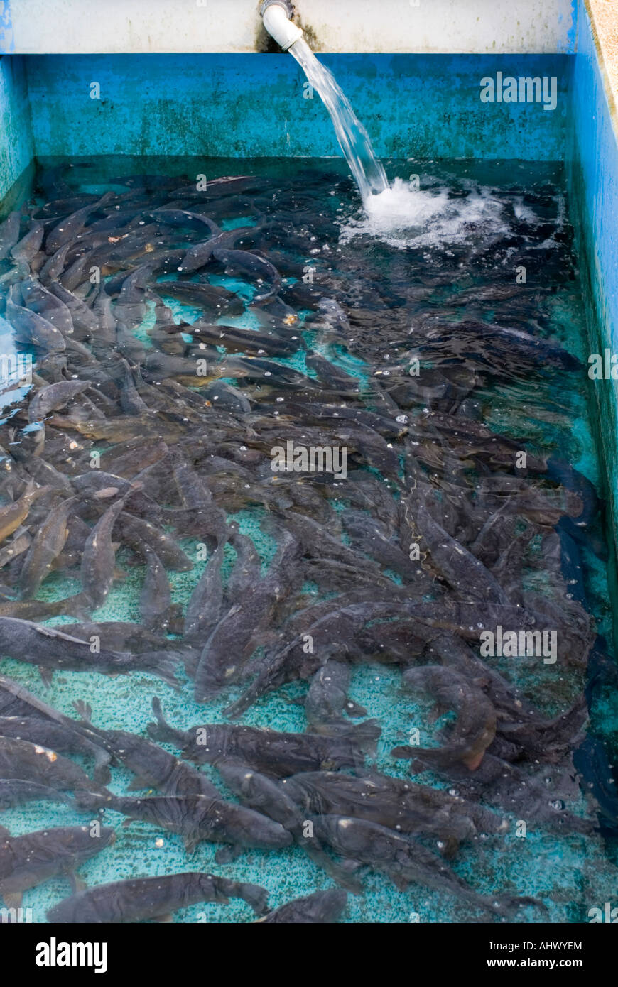 captive breeding of fish Stock Photo - Alamy