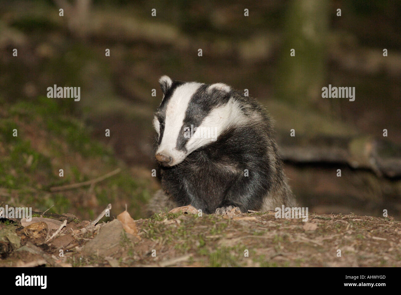 Badger emerging from a hole at its sett Stock Photo - Alamy