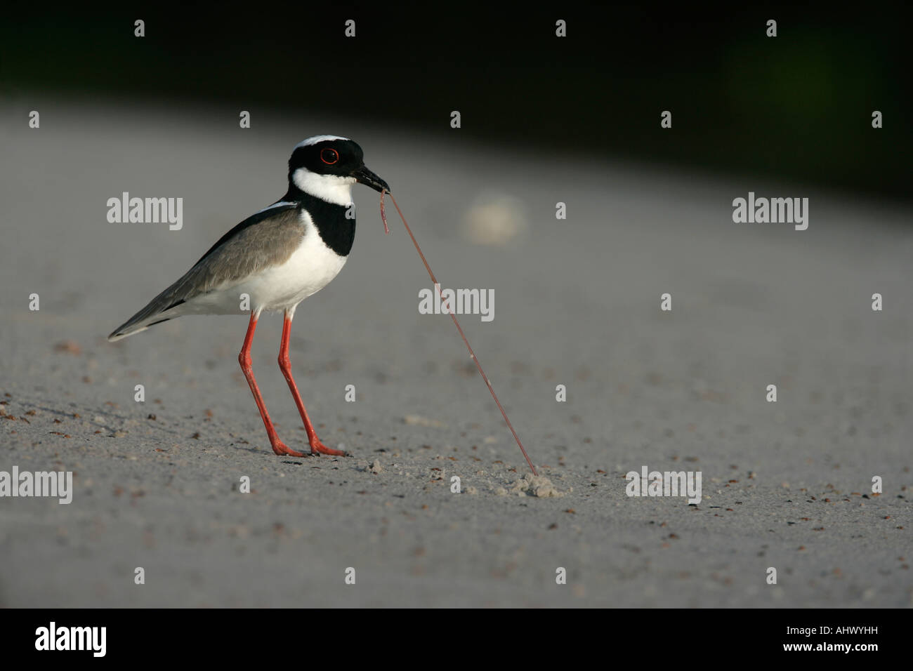 Bird pulling worm hi-res stock photography and images - Alamy