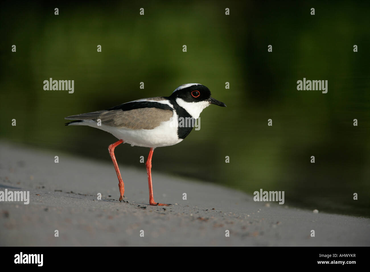Pied lapwing hi-res stock photography and images - Alamy