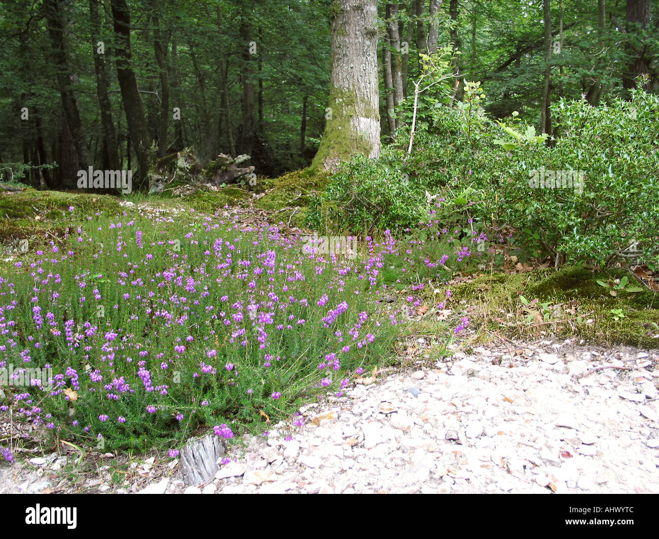 Woodland scene New Forest England United Kingdom Stock Photo - Alamy