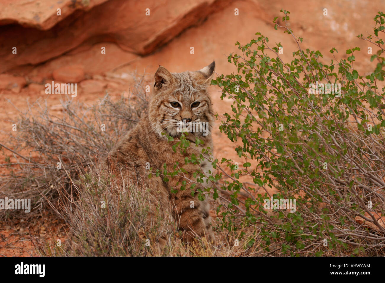 young bobcat in desert habitat, wildcat in red rocks of american west ...