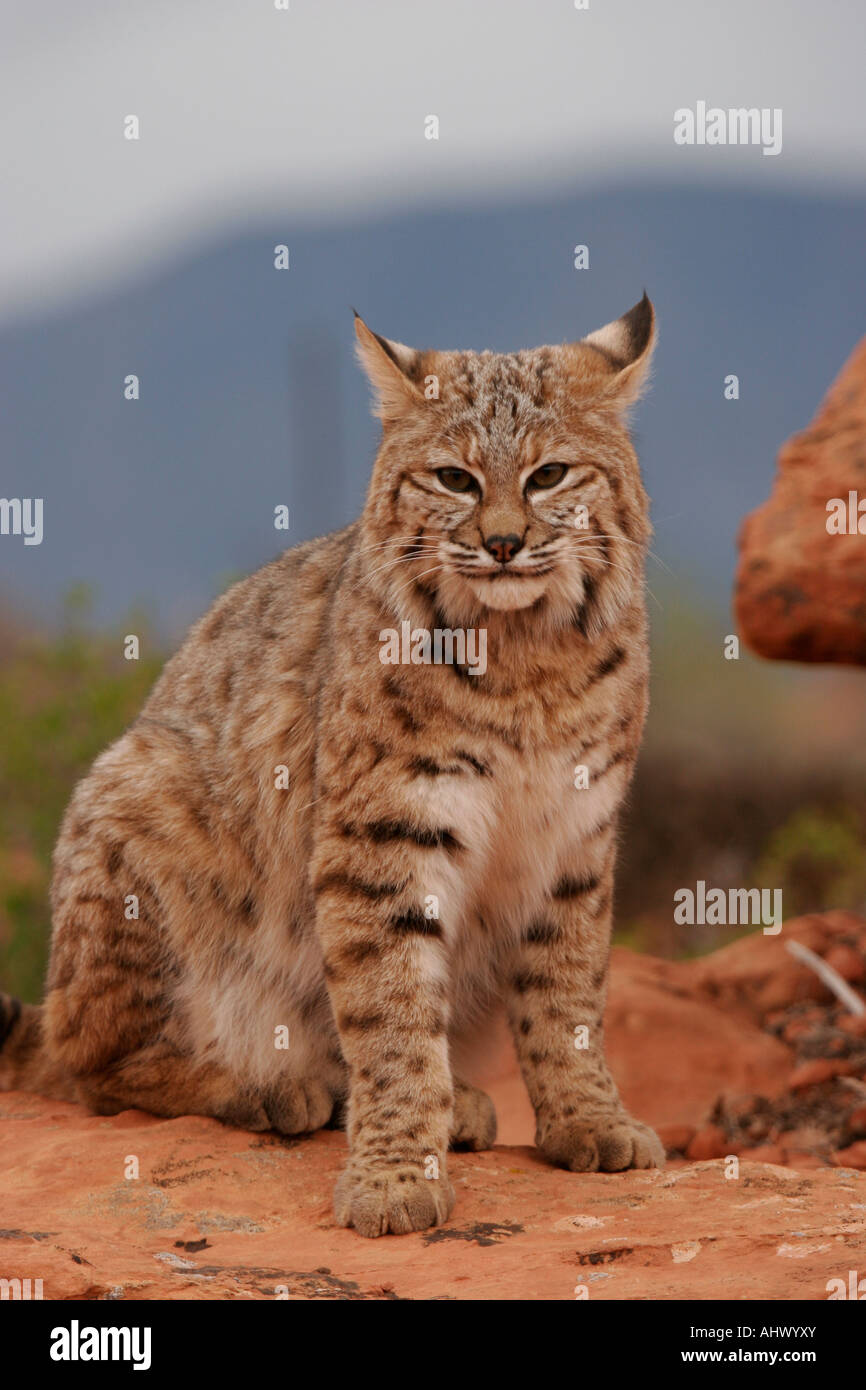 Bobcat desert hi-res stock photography and images - Alamy