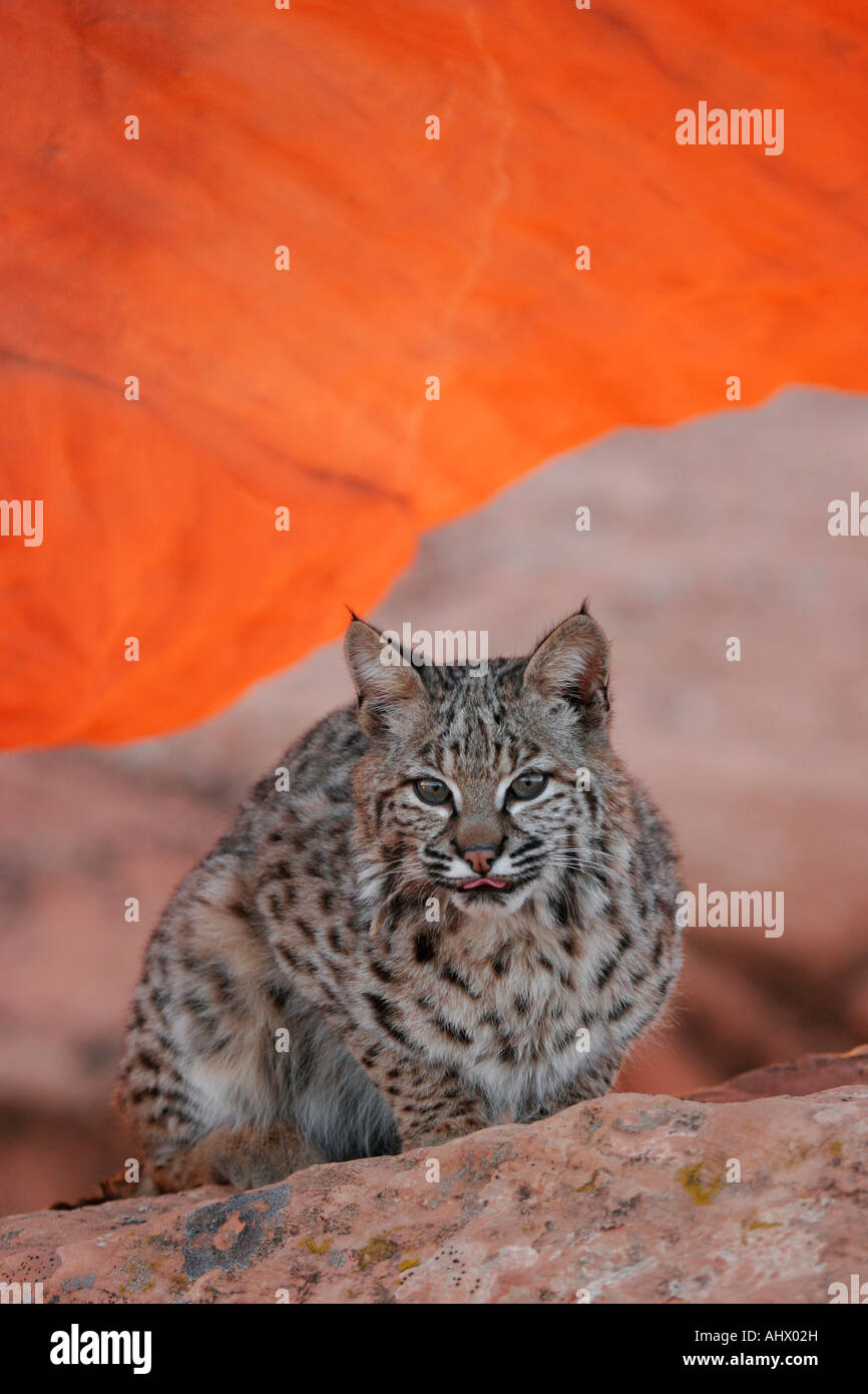 young bobcat in desert habitat, wildcat in red rocks of american west ...