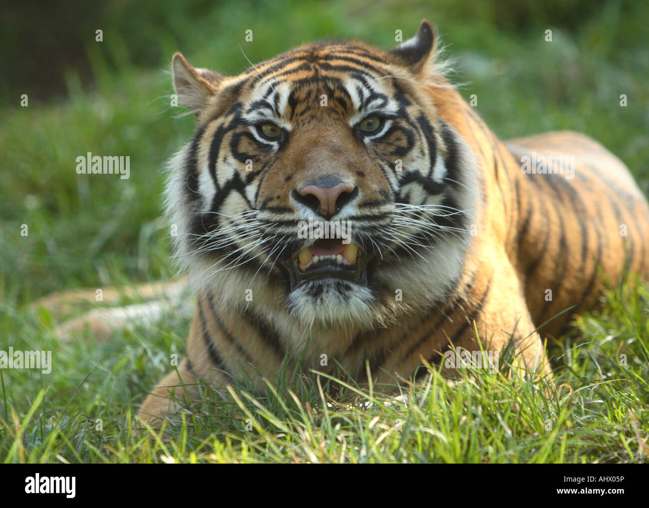 Female sumatra tiger hi-res stock photography and images - Alamy