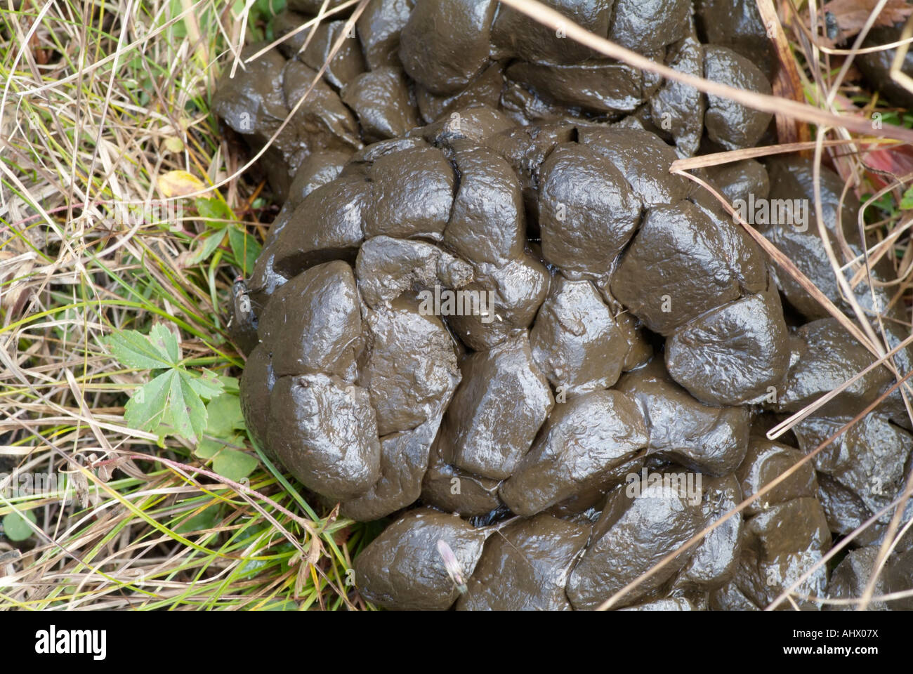 Moose scat on the Appalachian Trail in New Hampshire USA Stock Photo ...