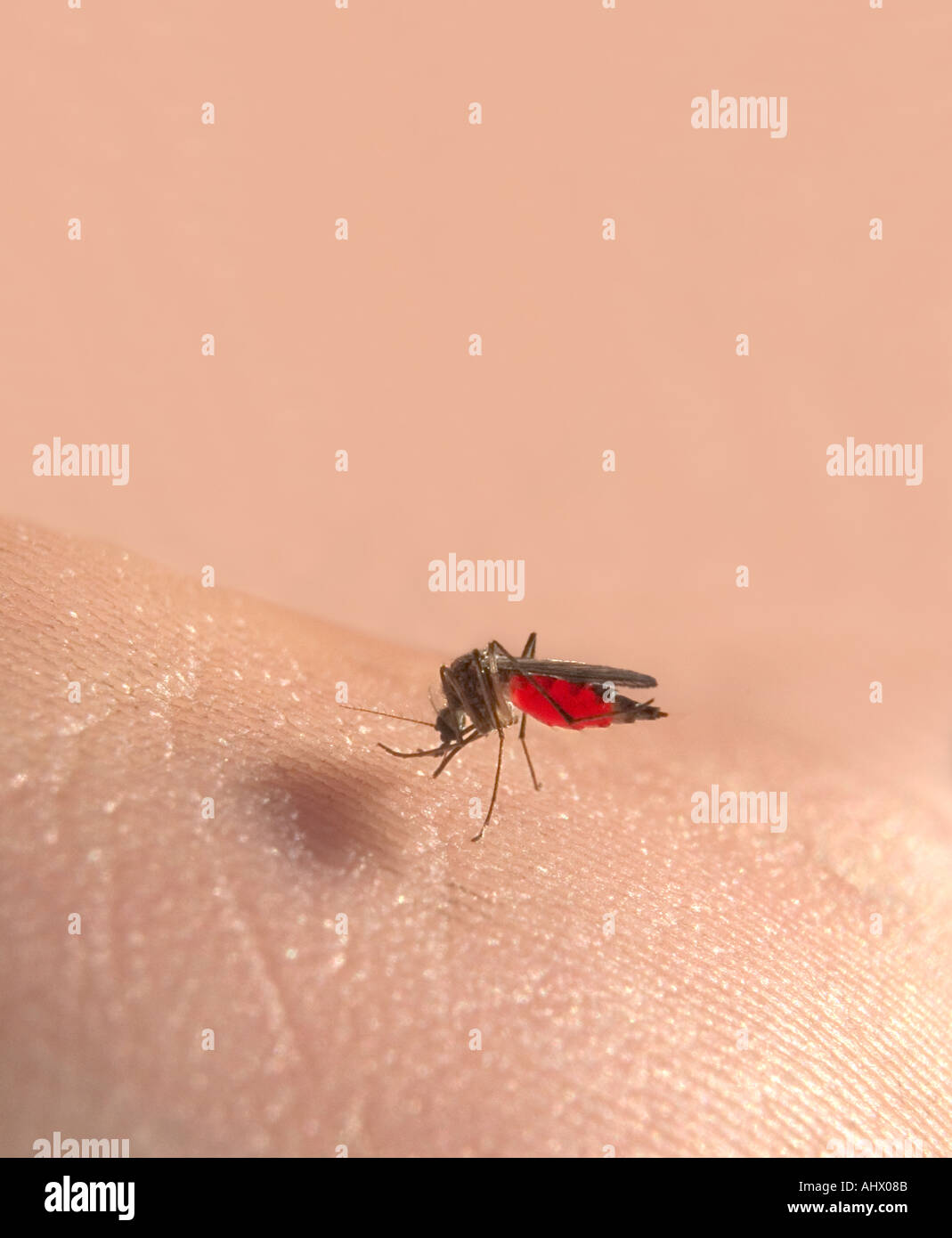 Culex pipiens sucking blood hi-res stock photography and images - Alamy