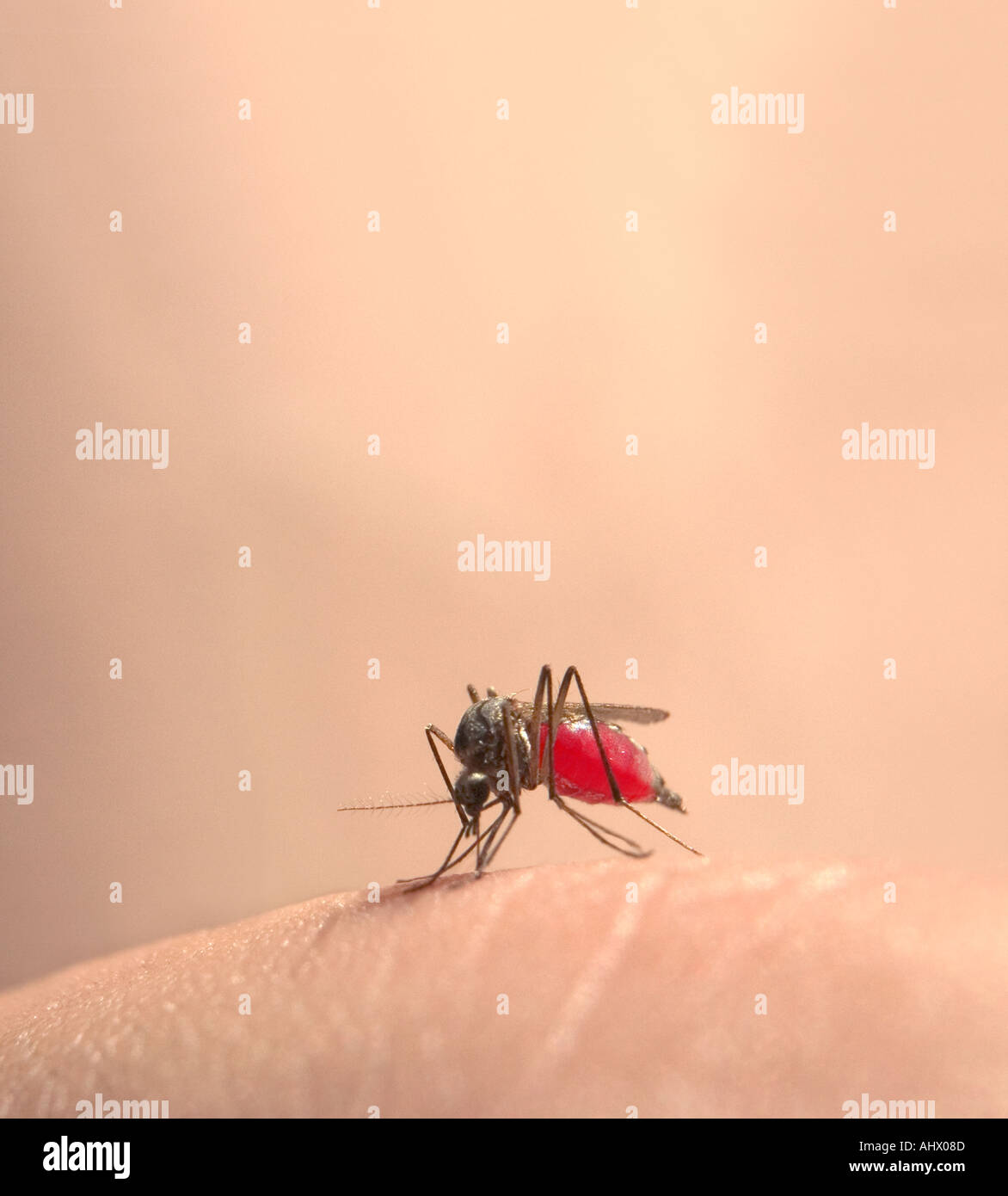 common gnat culex pipiens sitting on a man s hand sucking blood Model ...