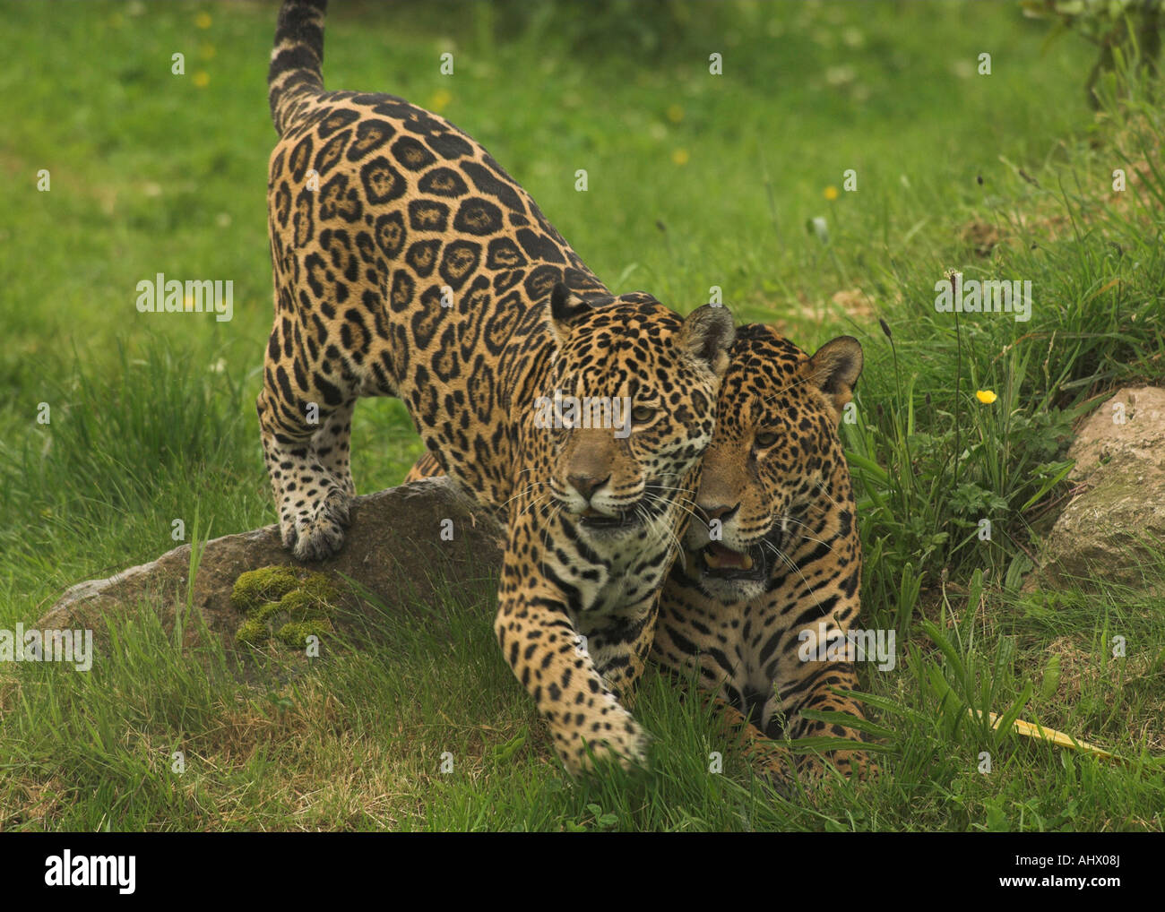 Predator jaguar predators jaguars hi-res stock photography and images ...